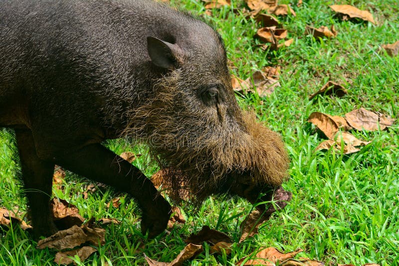 Bornean Bearded Pig, Bako National Park, Borneo Stock Image - Image of ...
