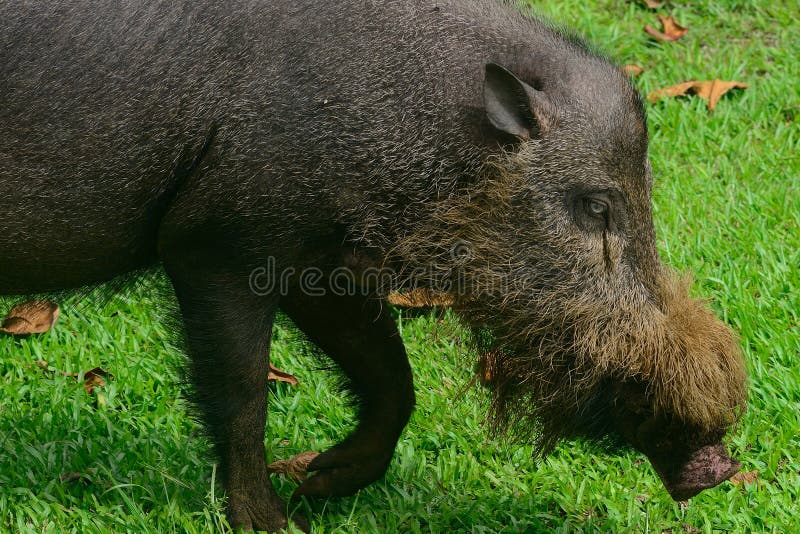 Bornean Bearded Pig, Bako National Park, Borneo Stock Image - Image of ...