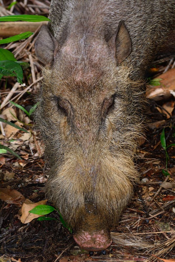 Bornean Bearded Pig, Bako National Park, Borneo Stock Photo - Image of ...