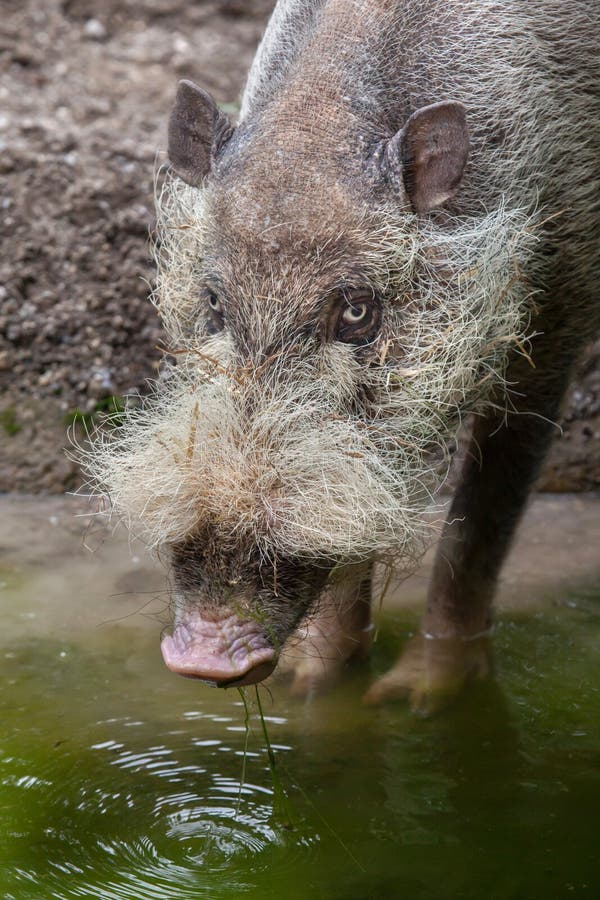 Bornean Bearded Pig Sus Barbatus Stock Photo - Image of indochina ...