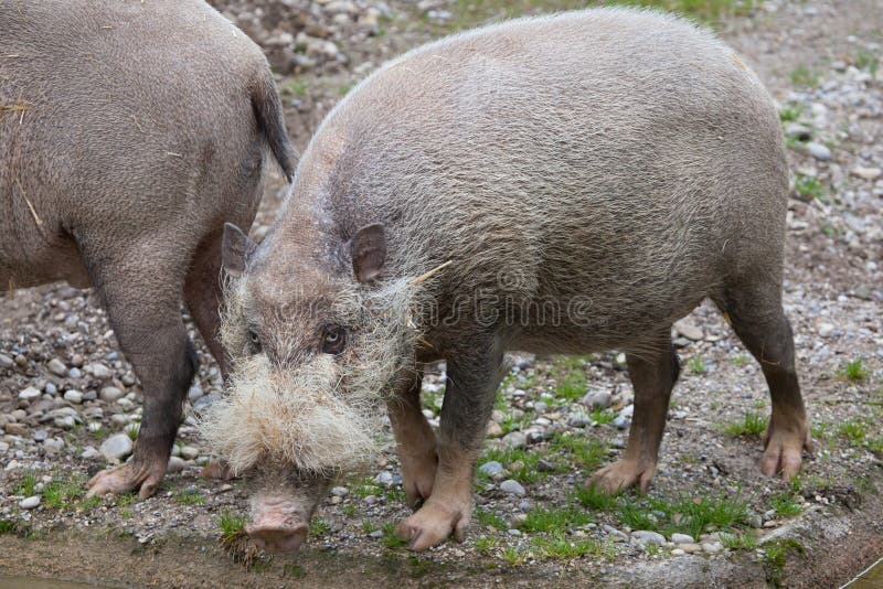 Bornean Bearded Pig Sus Barbatus Stock Photo - Image of mammalia, malay ...
