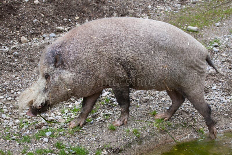 Bornean Bearded Pig Sus Barbatus Stock Photo - Image of indonesia ...