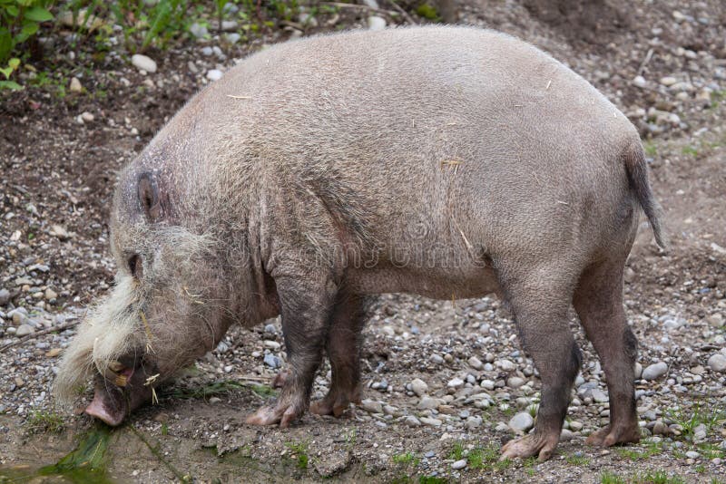 Bornean Bearded Pig Sus Barbatus Stock Photo - Image of hoofed, pigs ...