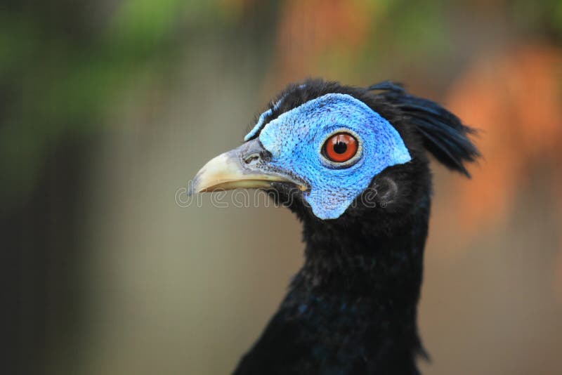 Bornean crested fireback stock image. Image of lophura - 31359779