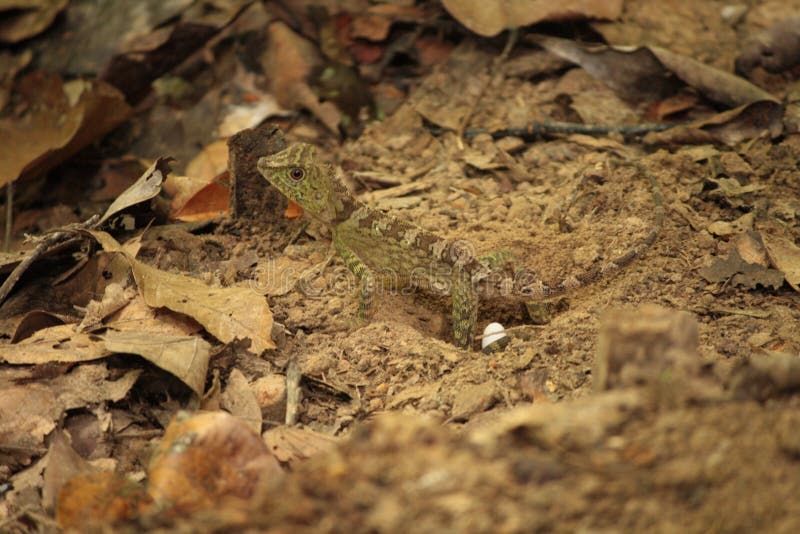 Bornean lizard laying stock photo. Image of lizard, eggs - 44008206