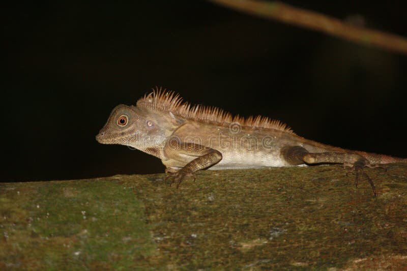 Bornean lizard stock image. Image of borneo, lizard, reptile - 44008089