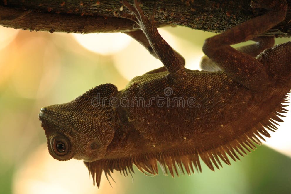 Bornean lizard stock photo. Image of snout, fauna, bornean - 44008230