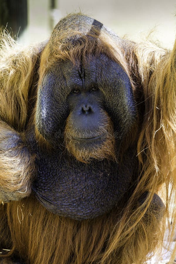 Chimpanzee Chest Stock Photos - Free & Royalty-Free Stock Photos from ...