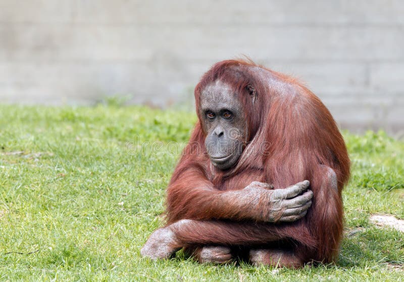 Bornean orangutan stock photo. Image of bornean, animal - 22148518