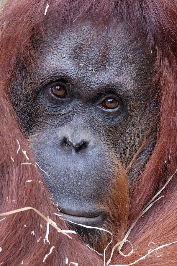 The Bornean orangutan stock image. Image of nose, skin - 248800209