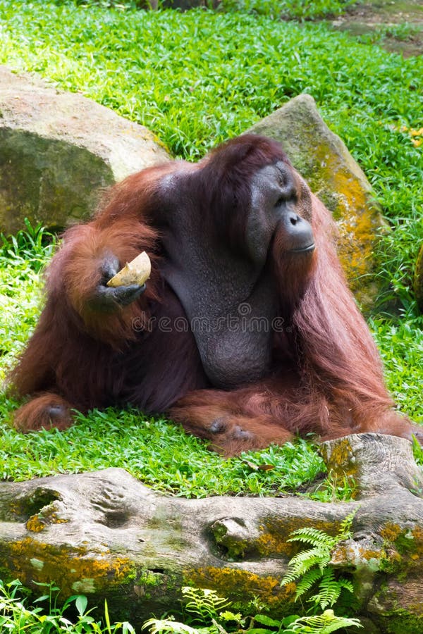 The Bornean Orangutan Differs in Appearance from the Sumatran or Stock ...
