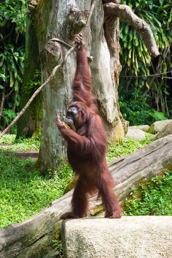 The Bornean Orangutan Differs in Appearance from the Sumatran or Stock ...