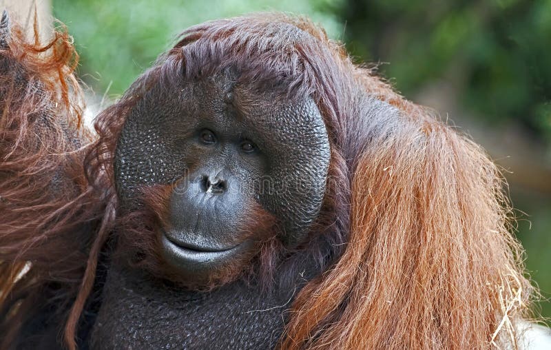 Bornean orangutan 10 stock image. Image of look, anthropoid - 39738029