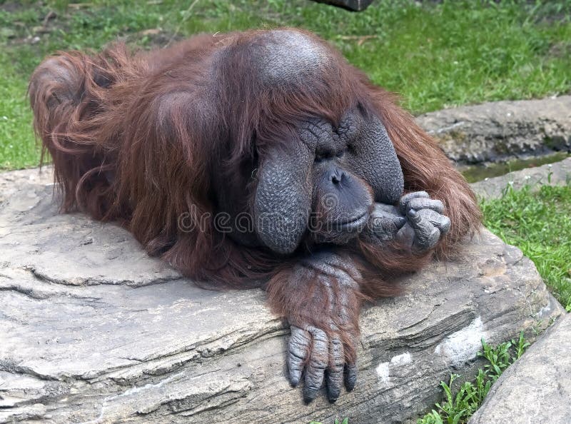 Bornean orangutan 14 stock image. Image of primates, mighty - 56999675