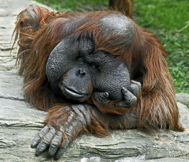 Bornean orangutan 13 stock photo. Image of pensive, anthropoid - 56241138