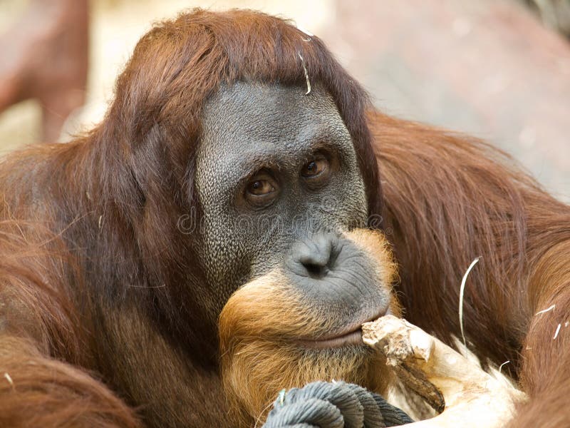 Bornean Orangutan - Pongo Pygmaeus Stock Photo - Image of head ...