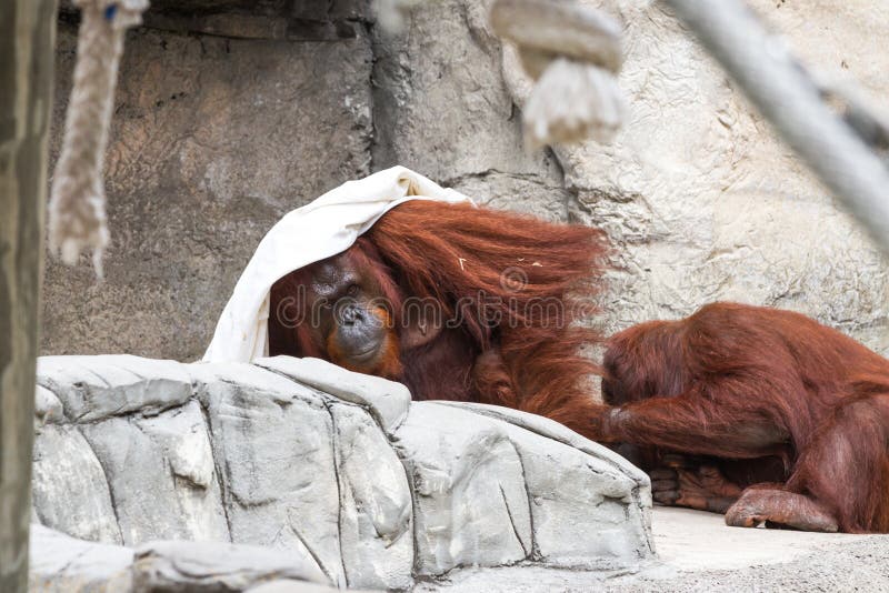 Bornean Orangutan - Pongo Pygmaeus Stock Photo - Image of monkey ...
