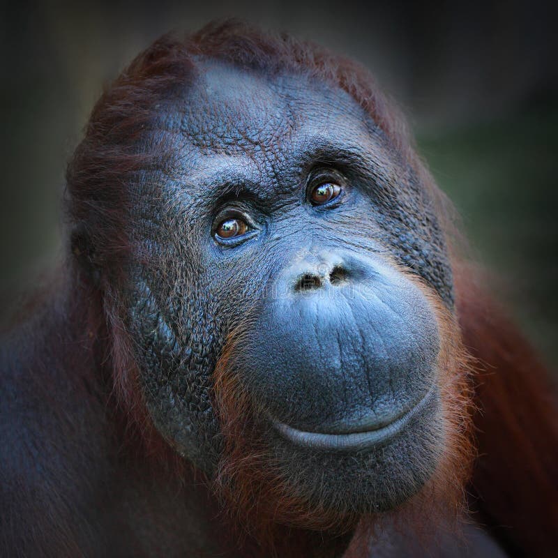 Pongo Pygmaeus is Hunging on a Rope in the Zoo Stock Photo - Image of ...