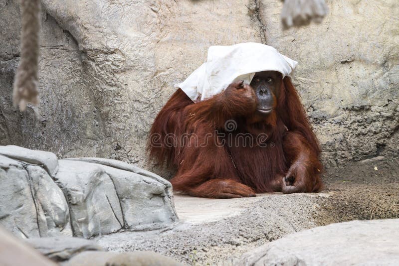 Bornean Orangutan - Pongo Pygmaeus Stock Image - Image of florida ...