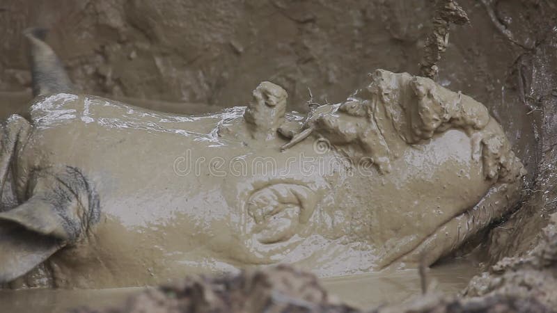 Bornean Rhino in Protected Area Stock Video - Video of animal, bornean ...