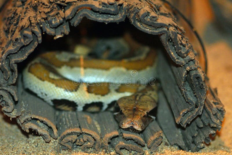 Bornean short python stock photo. Image of animal, jungle - 47221632