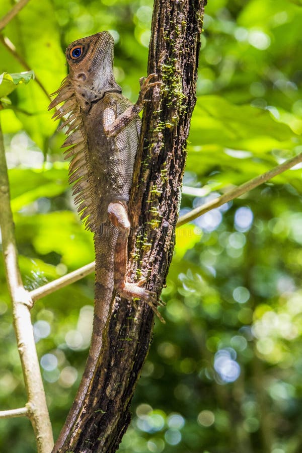 Borneo Lizard in Gunung Gading Borneo Malaysia Stock Photo - Image of ...
