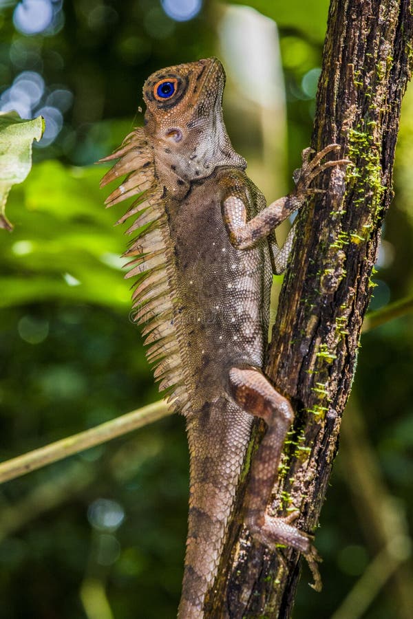Borneo Lizard in Gunung Gading Borneo Malaysia Stock Photo - Image of ...