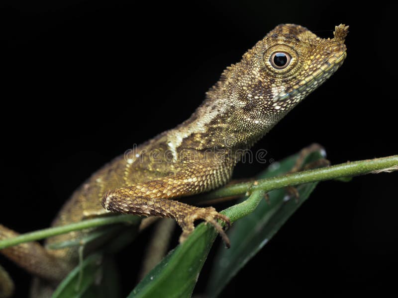 The Borneo Anglehead Lizard or Borneo Forest Dragon Stock Image - Image ...