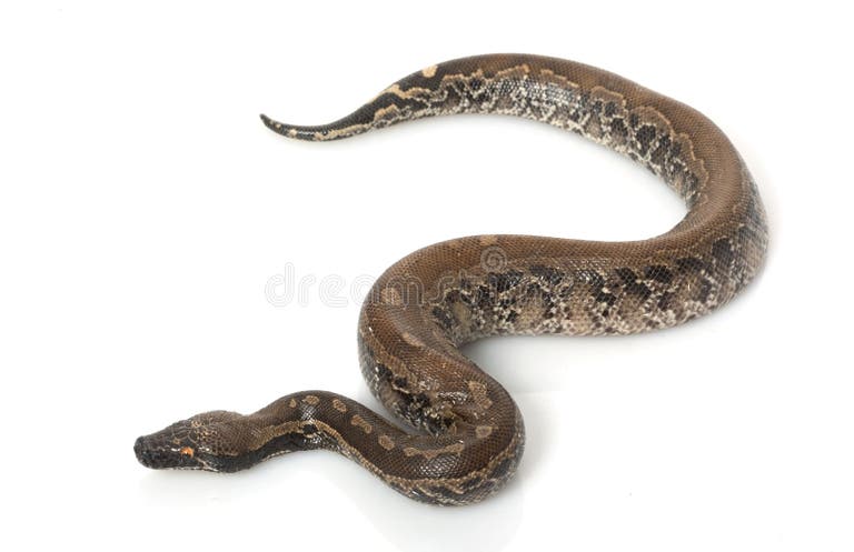 Borneo Black Blood Python stock photo. Image of looking - 7964546