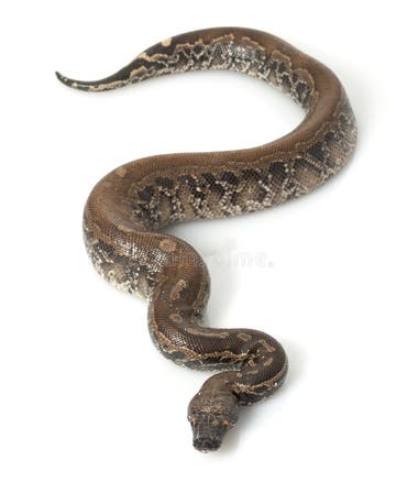 Borneo Black Blood Python stock photo. Image of animal - 7964548
