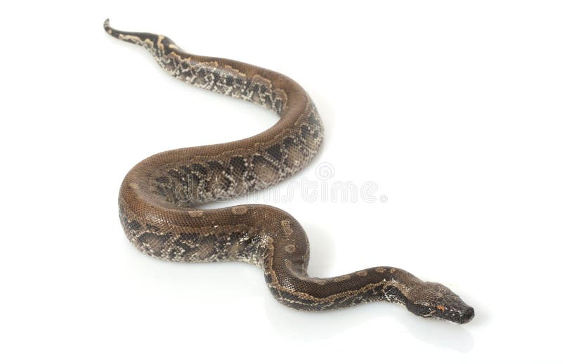 Borneo Black Blood Python Picture. Image: 7964550