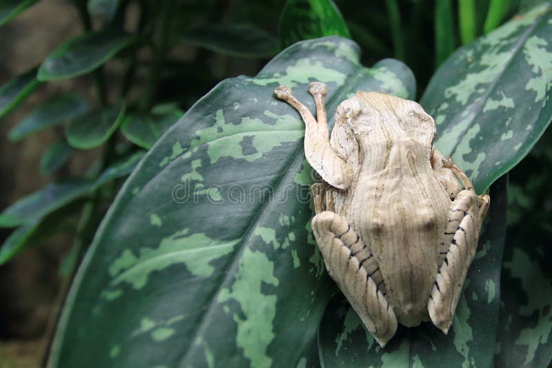 Borneo eared frog stock image. Image of leaf, otilophus - 265191513