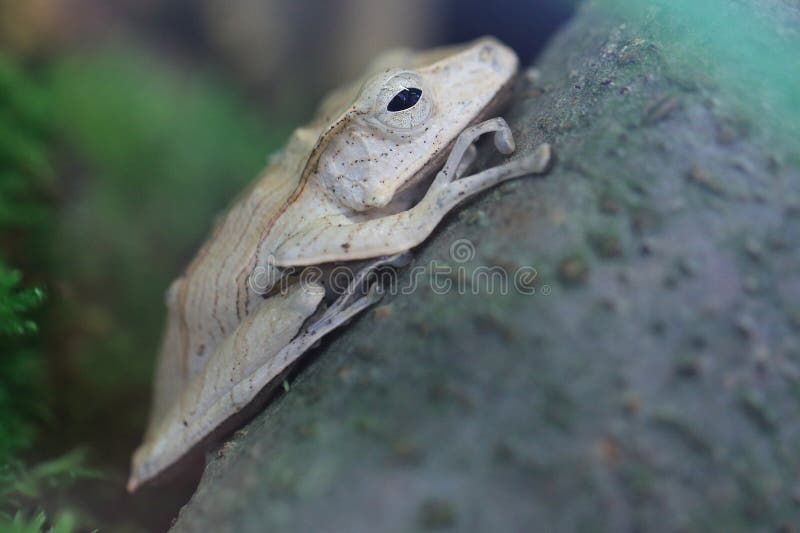 Borneo eared frog stock photo. Image of lying, flying - 275883072