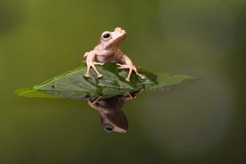 Tropical Borneo Eared frog stock image. Image of treefrog - 113709315