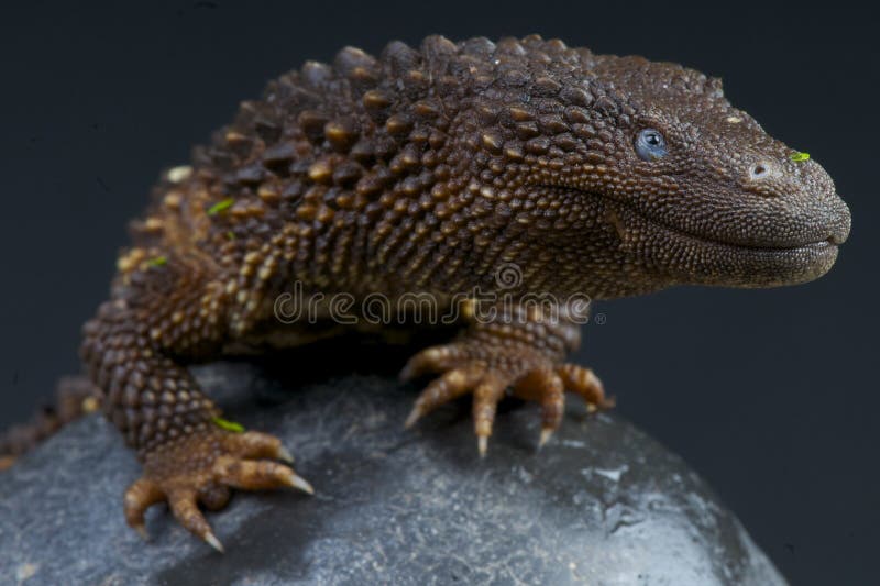 Borneo Earless Monitor, Lanthanotus Borneensis/ Zdjęcie Stock - Obraz ...