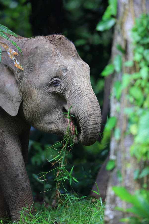 Borneo elephant stock photo. Image of jungle, sabah, pygmy - 89289146
