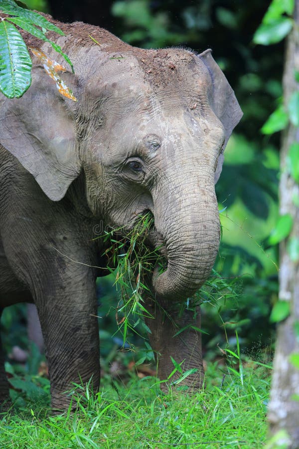 Borneo elephant stock photo. Image of pygmy, wild, asian - 89289468