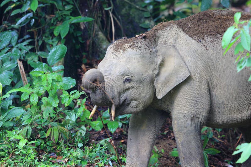 Borneo elephant stock photo. Image of rainforest, endangered - 89285570