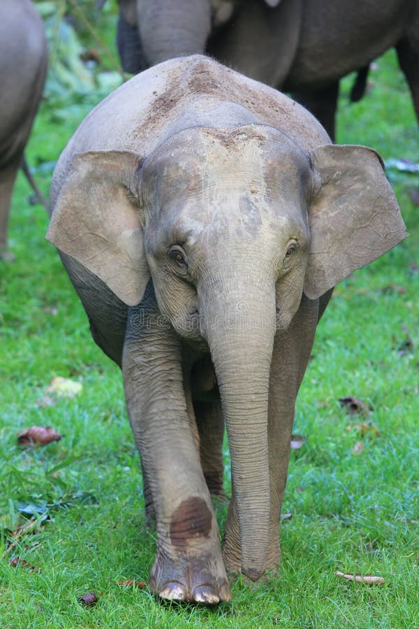 Borneo elephant stock image. Image of malaysia, jungle - 89290689