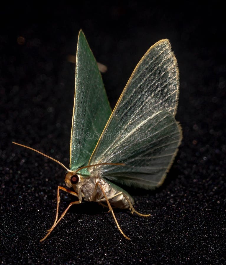 Borneo emerald moth stock photo. Image of nature, tropics - 237359376