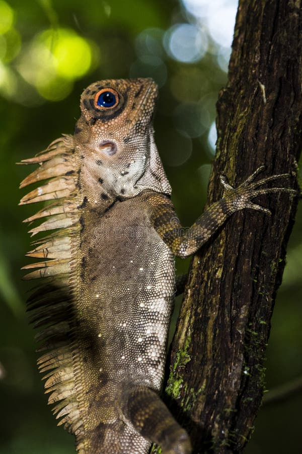 Borneo Lizard En Gunung Gading Borneo Malaysia Foto de archivo - Imagen ...