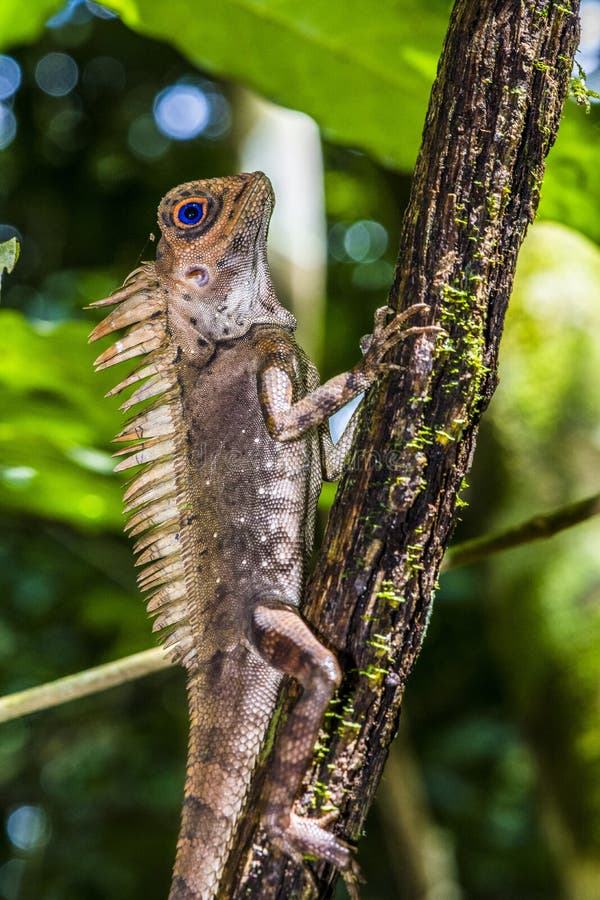 Borneo Lizard in Gunung Gading Borneo Malaysia Stock Photo - Image of ...