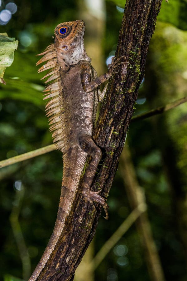Borneo Lizard in Gunung Gading Borneo Malaysia Stock Image - Image of ...
