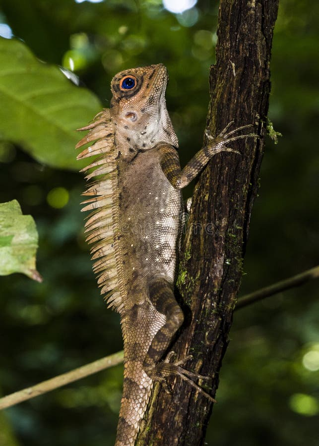 Borneo Lizard in Gunung Gading Borneo Malaysia Stock Image - Image of ...