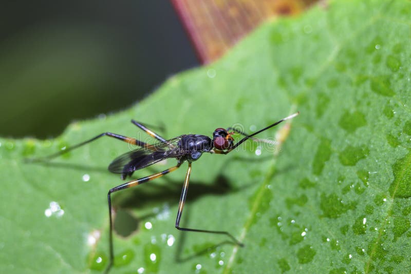 Pictures of Beautiful Macro Insects. Stock Image - Image of beautiful ...