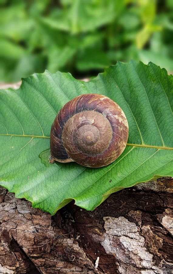 Borneo Mountain Snails Stock Photos - Free & Royalty-Free Stock Photos ...