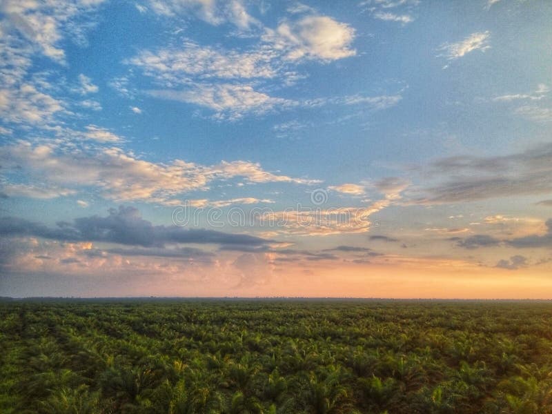 Borneo Noon at Palm Plantation Area Stock Image - Image of tower, view ...