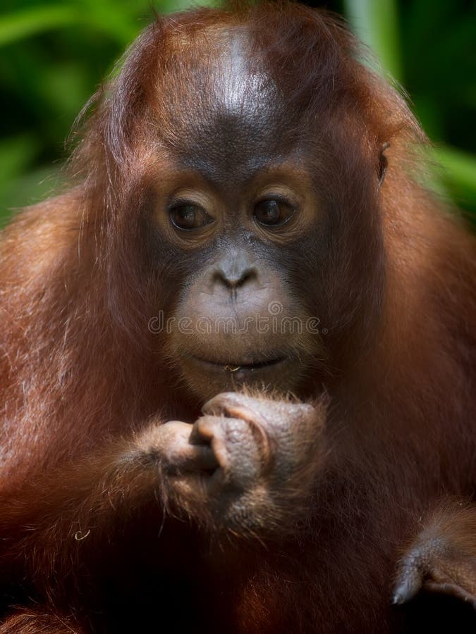 Borneo Orangutan stock photo. Image of monkey, nature - 45627394