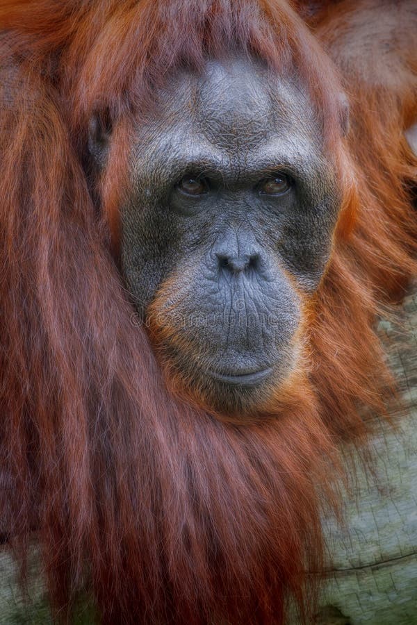 Borneo Orangutan stock image. Image of animal, indonesia - 46414981