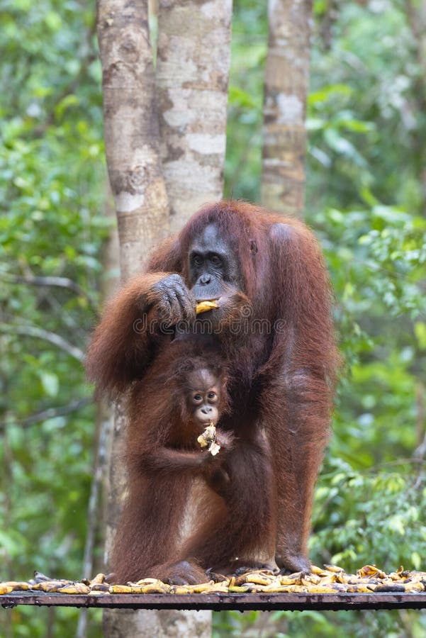 Borneo Orangutan Pongo Pygmaeus Female with Young Stock Photo - Image ...